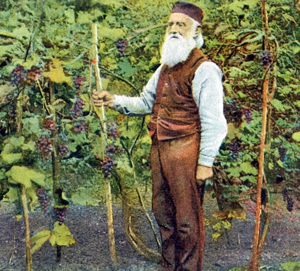 The Concord Grape and American Wine Making – Smithsonian Libraries and ...