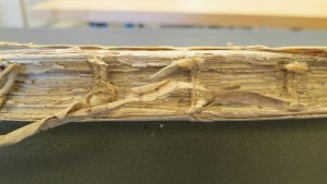 The Fix: Hidden Manuscripts – Smithsonian Libraries and Archives / Unbound