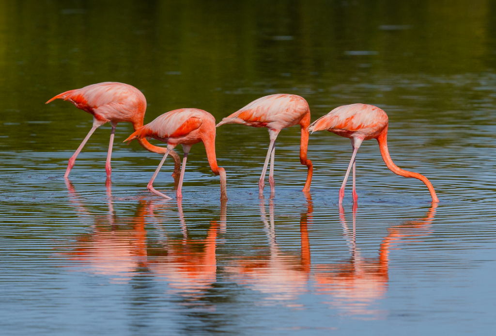 Bond, James Bond: the Birds, the Books, the Bond – Smithsonian ...